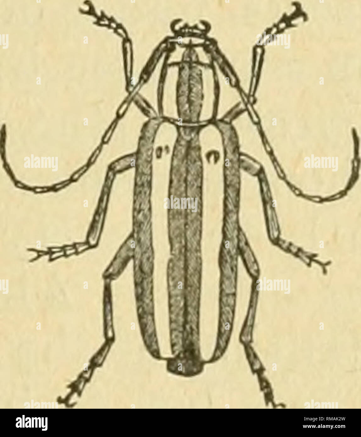 Acacia beetle hi-res stock photography and images - Alamy