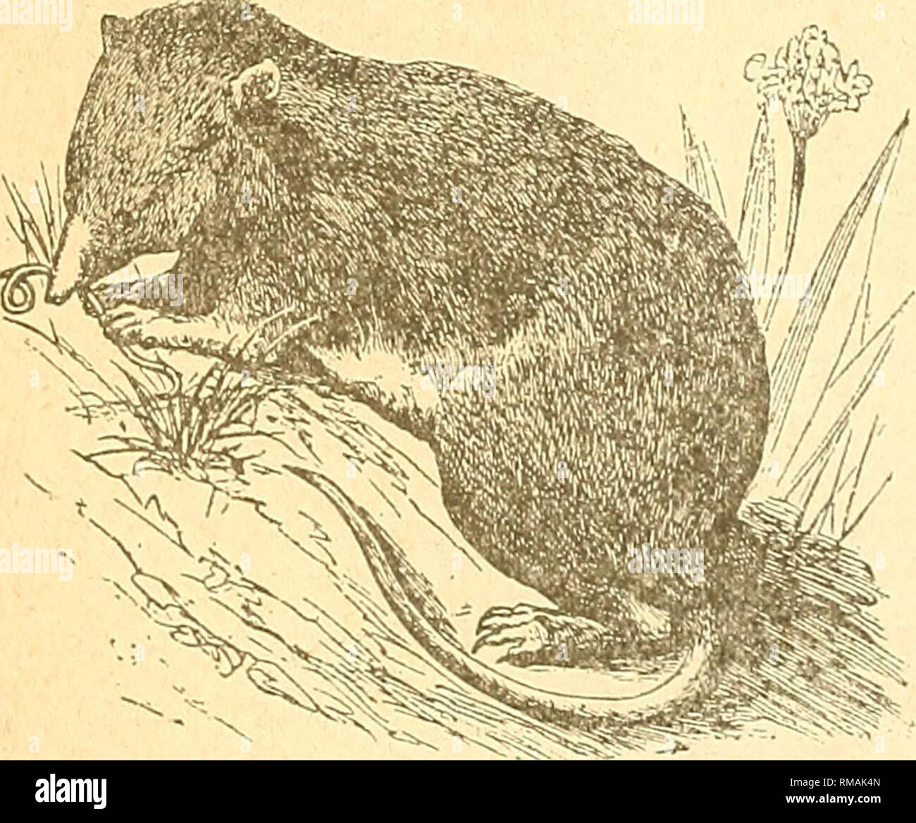 . Annual report. Entomological Society of Ontario; Insect pests ...