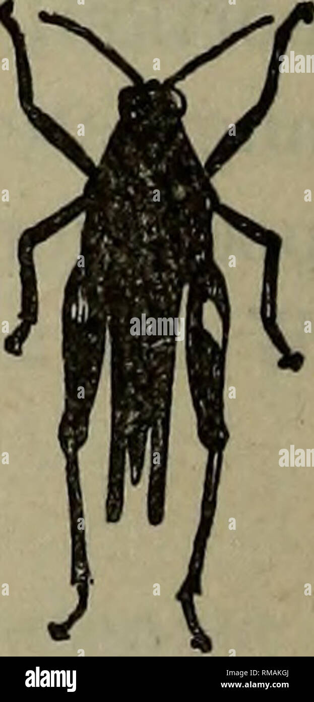 Filiform antennas hi-res stock photography and images - Alamy