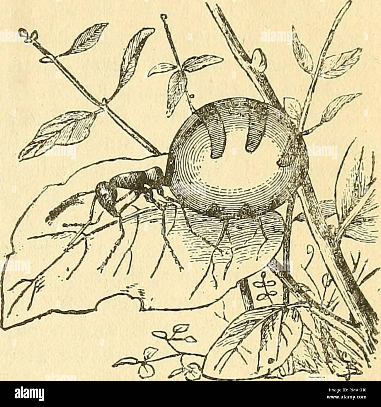 . Annual report. Entomological Society of Ontario; Insect pests ...