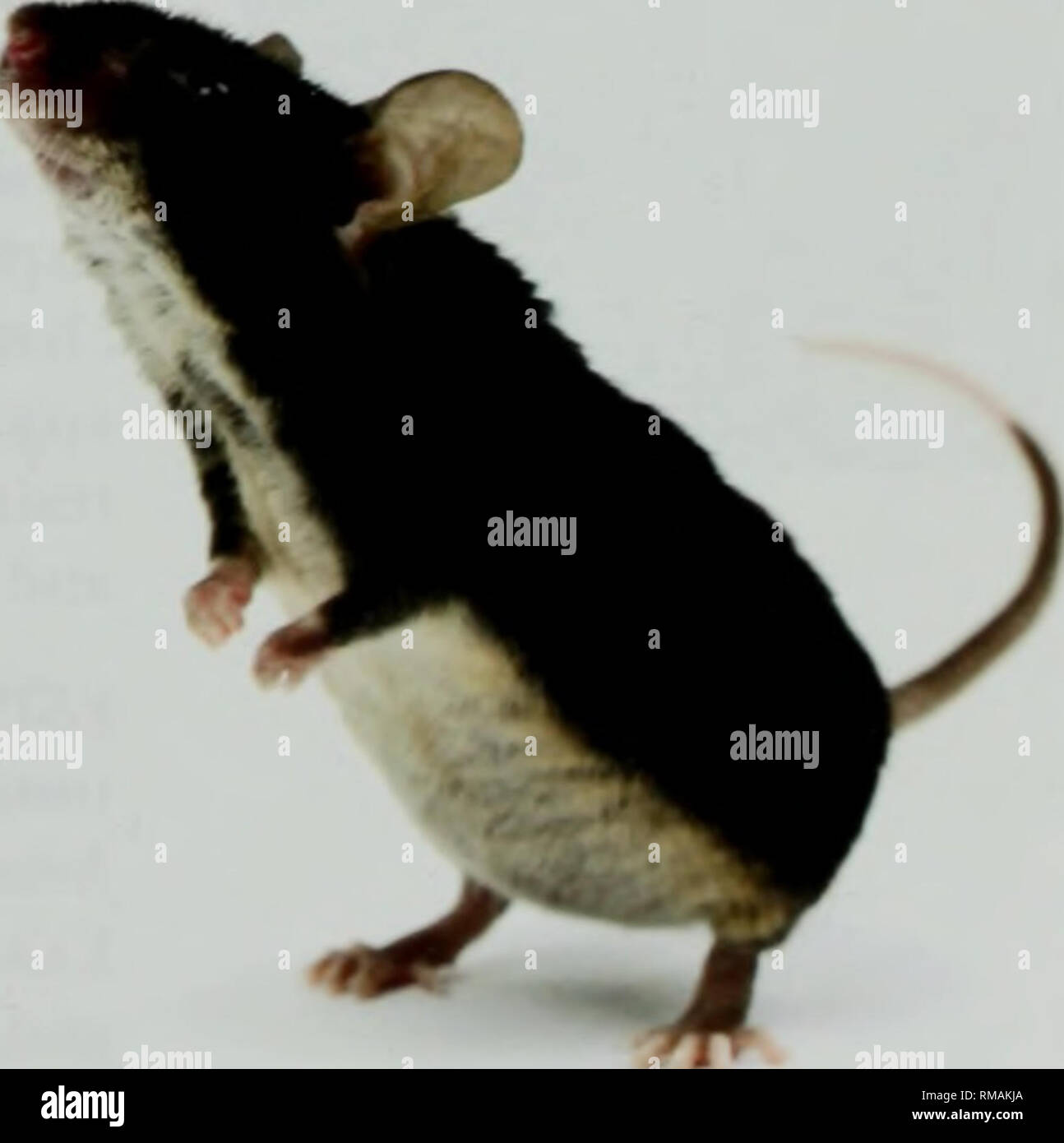 Mammalian developmental genetics hi-res stock photography and images ...