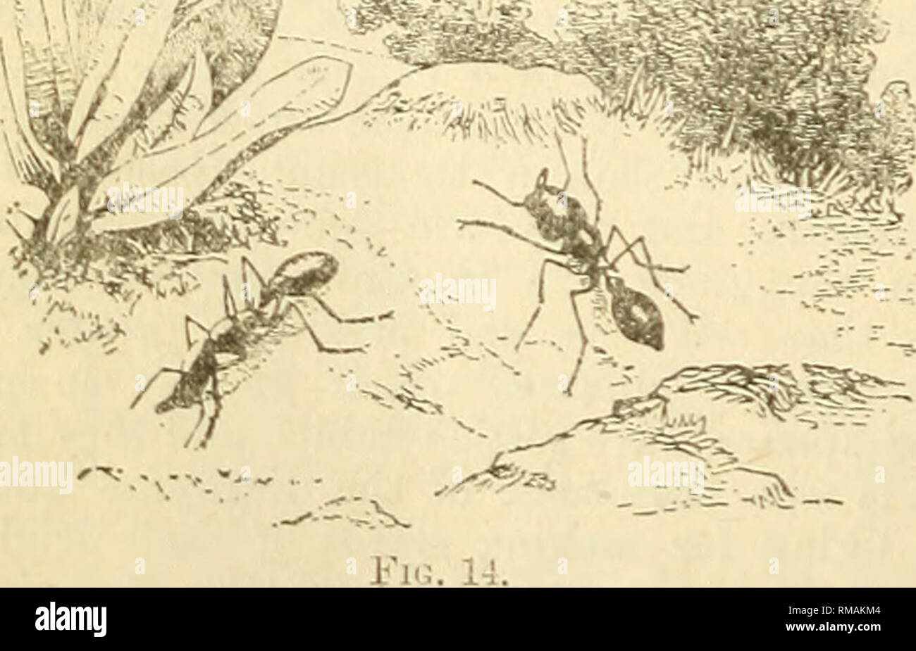 Insects self defence hi-res stock photography and images - Alamy