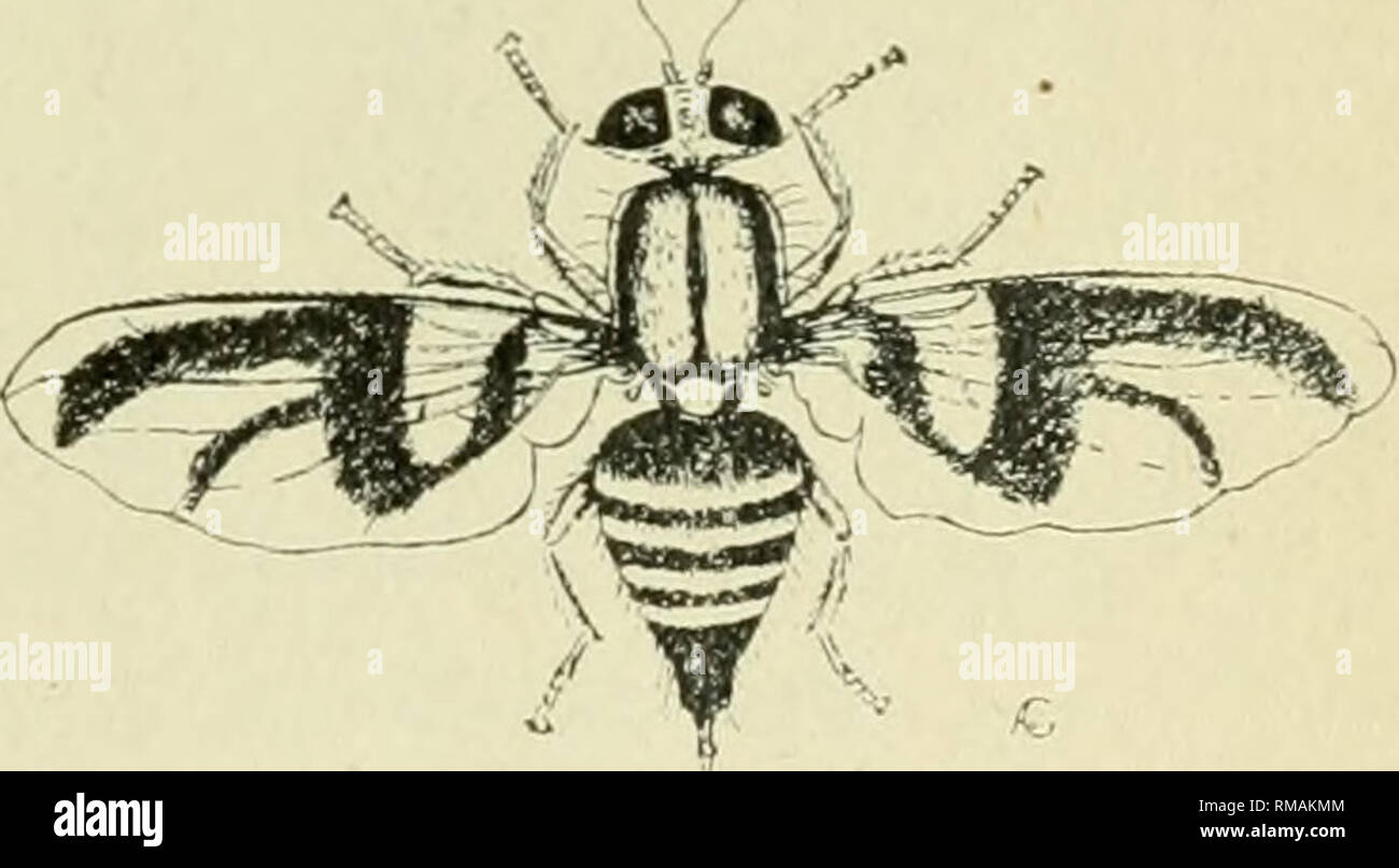 . Annual report. Entomological Society of Ontario; Insect pests ...