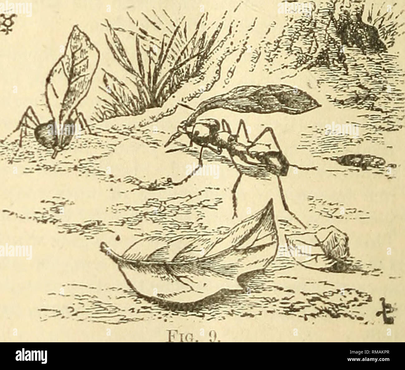 . Annual report. Entomological Society of Ontario; Insect pests ...