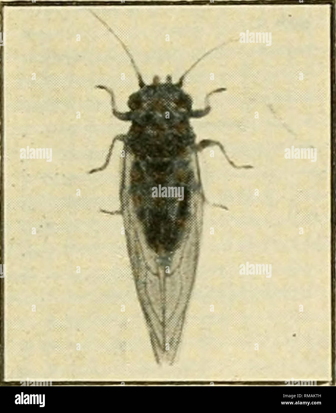 . Annual report. Entomological Society of Ontario; Insect pests ...