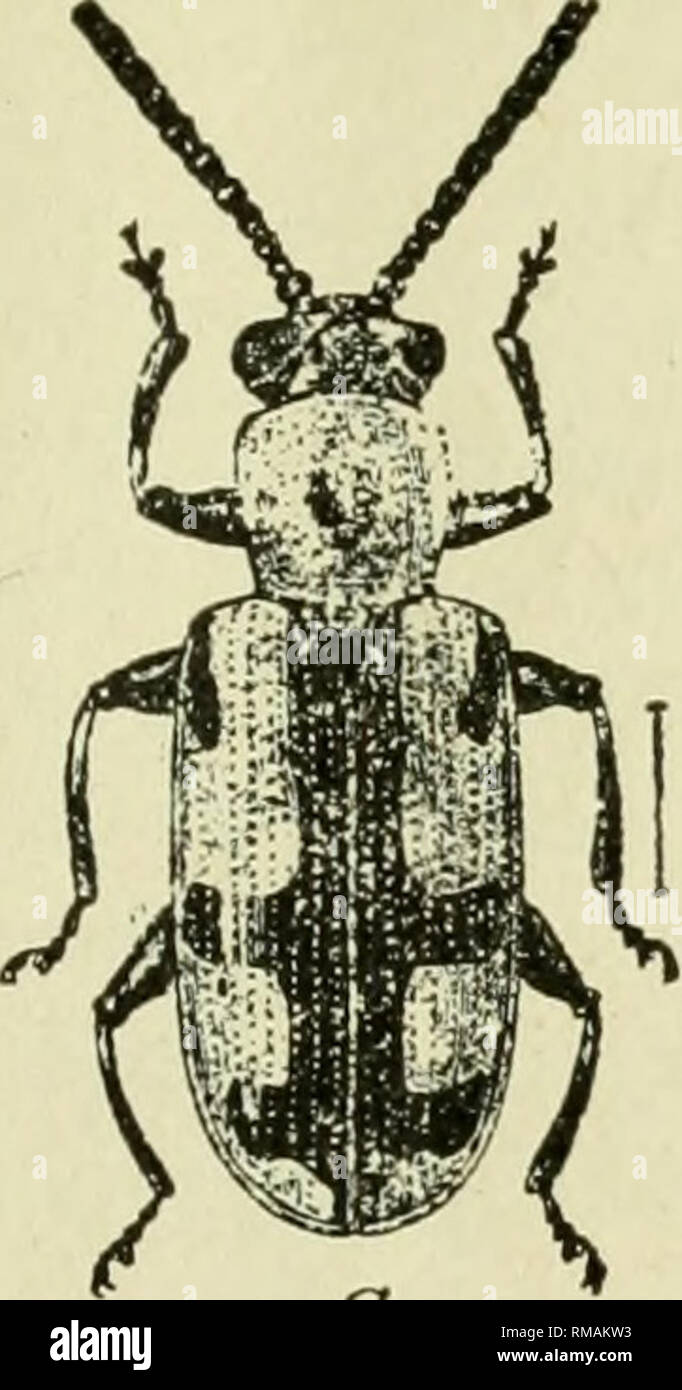 Mayetiola destructor hi-res stock photography and images - Alamy