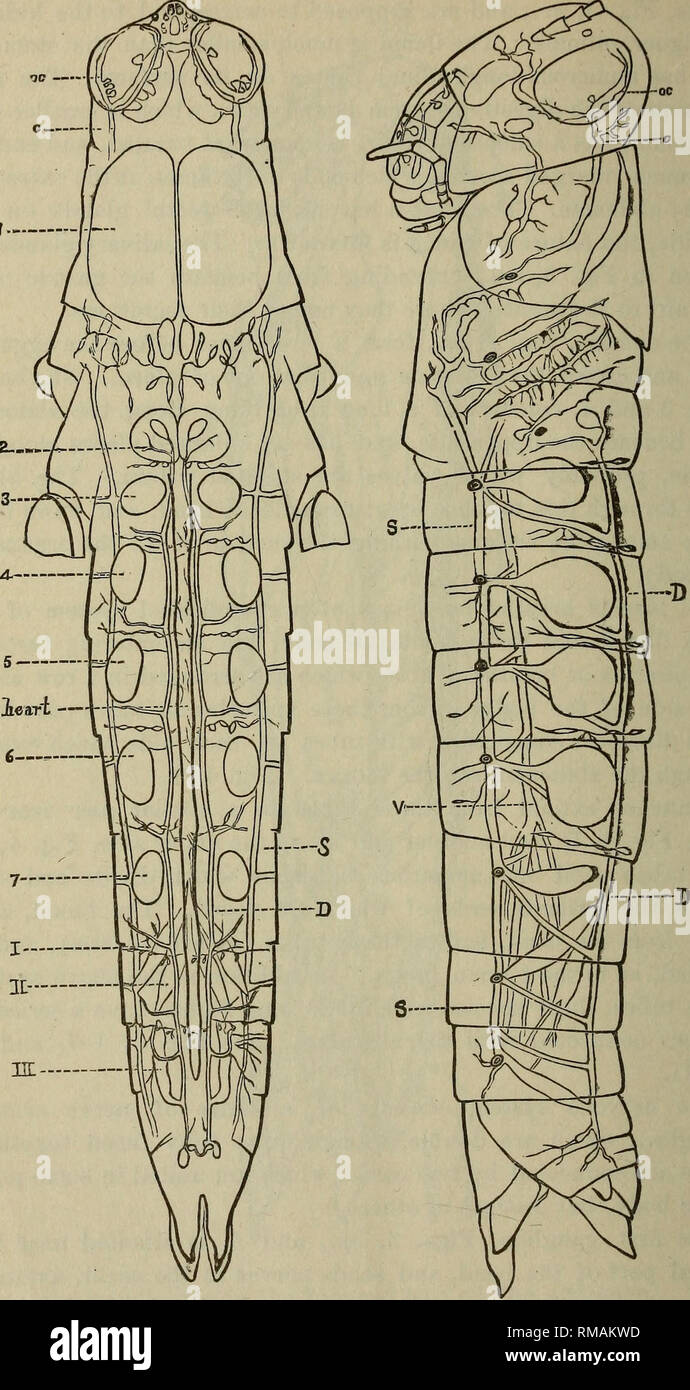 Well developed hind legs hi-res stock photography and images - Alamy