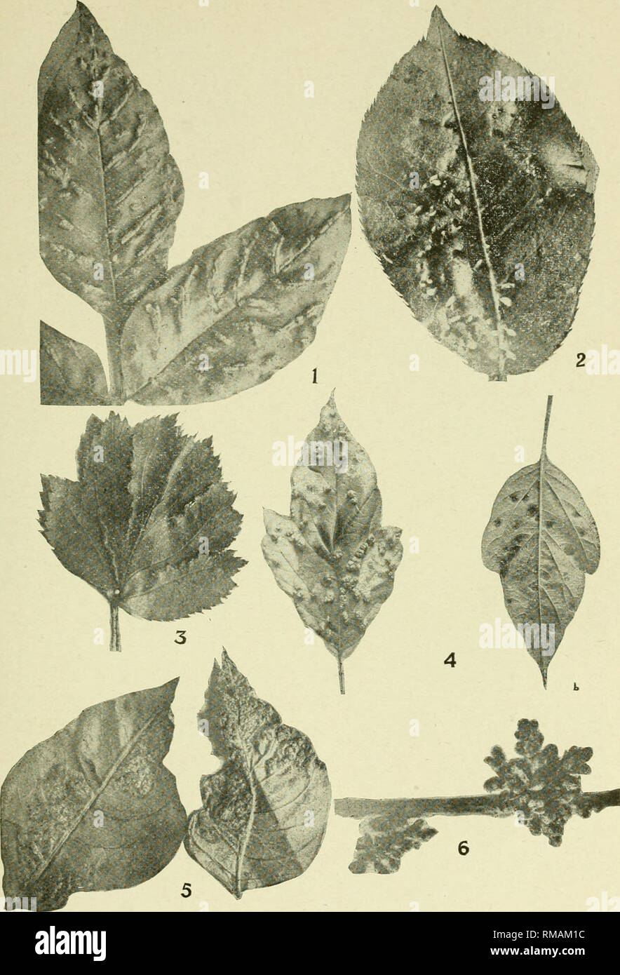 Poison ivy gall mite hi-res stock photography and images - Alamy