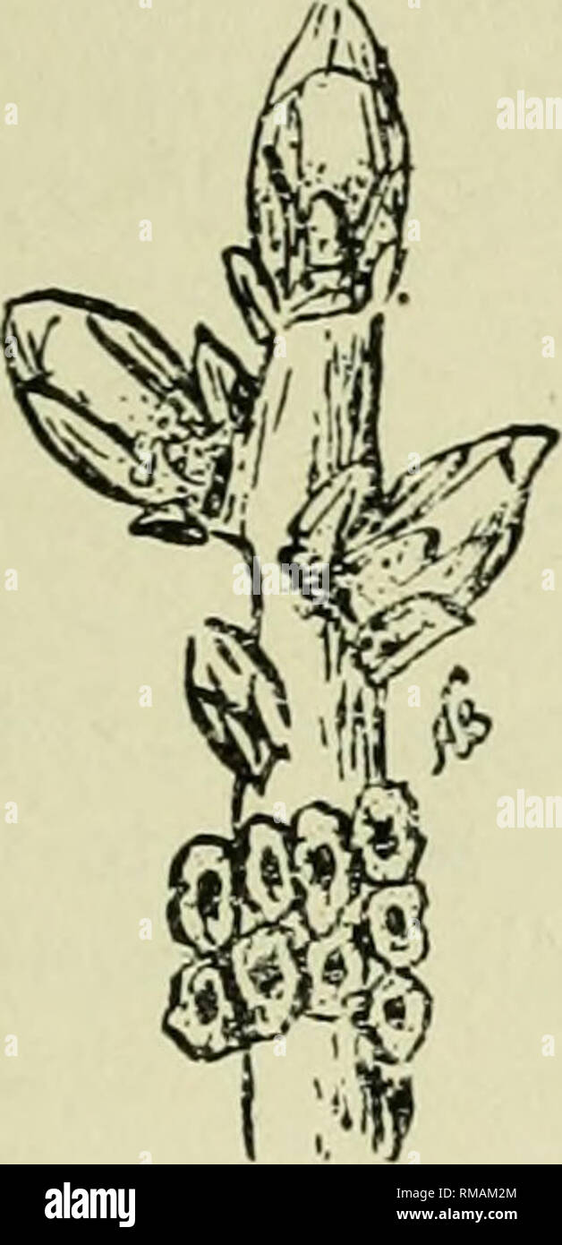 Capitate trichomes hi-res stock photography and images - Alamy