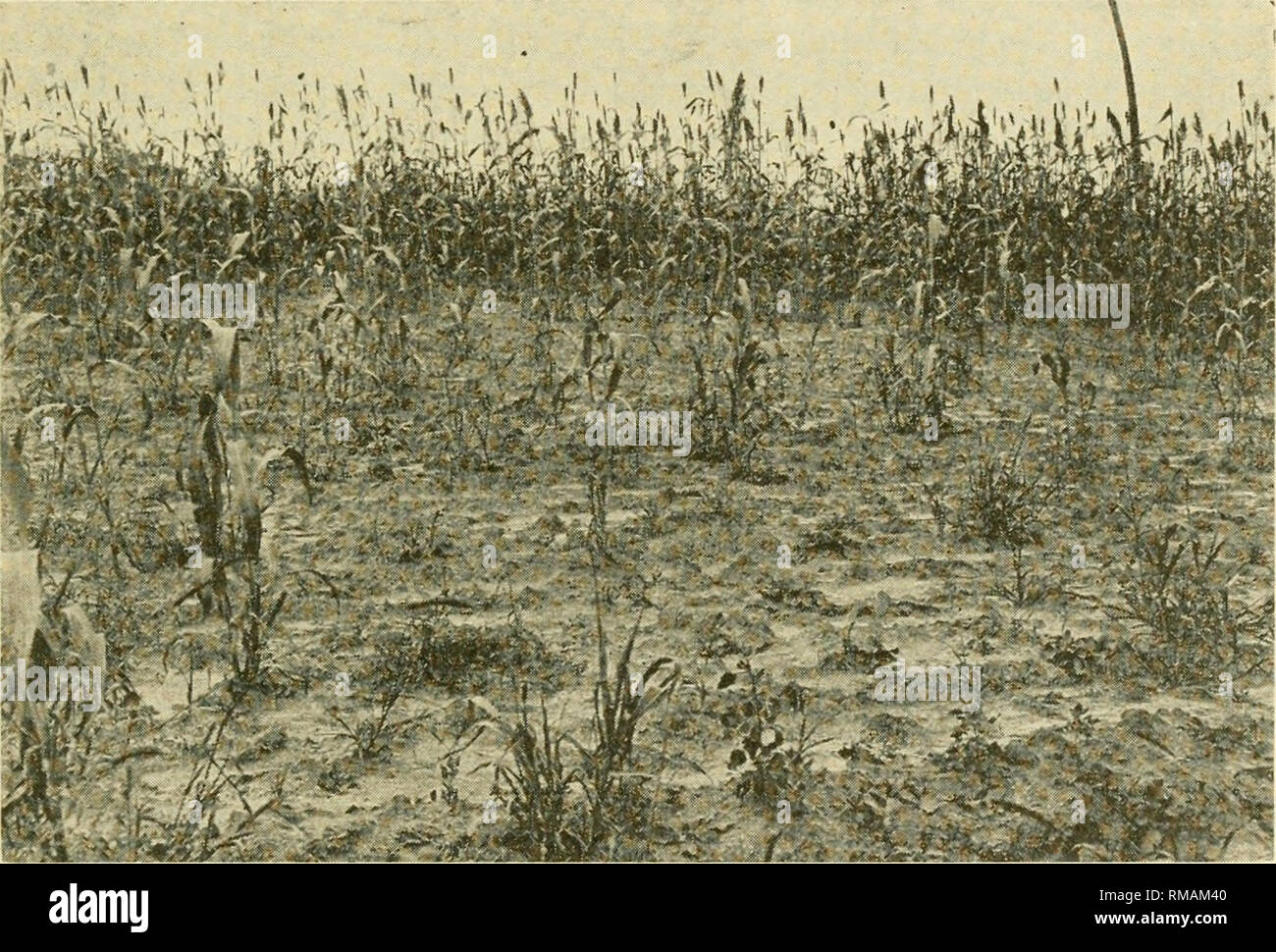 . Annual report. Entomological Society of Ontario; Insect pests ...