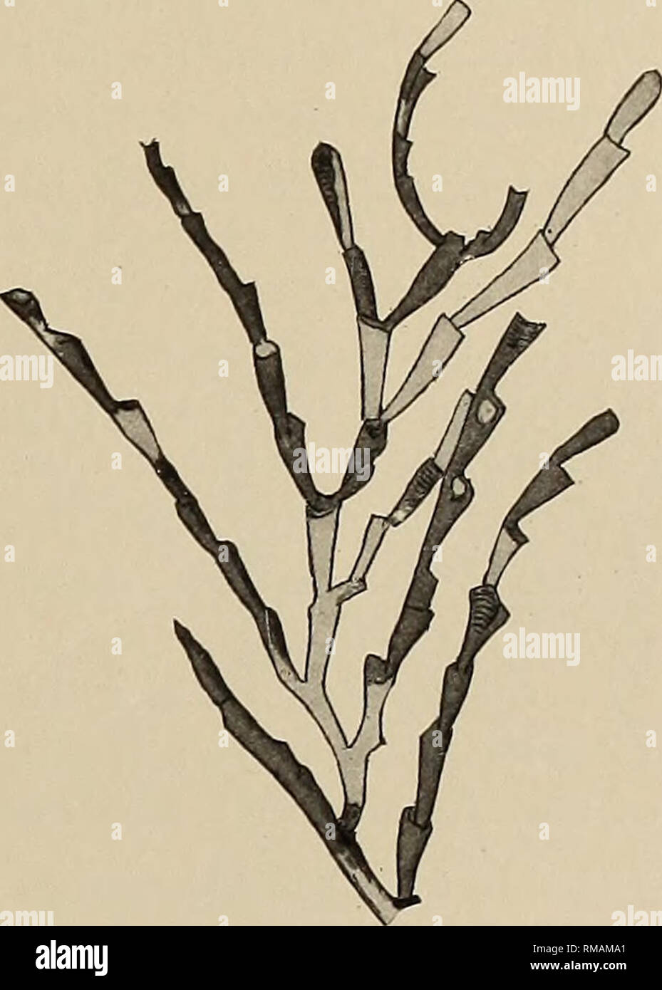 Bohemian ram hi-res stock photography and images - Alamy