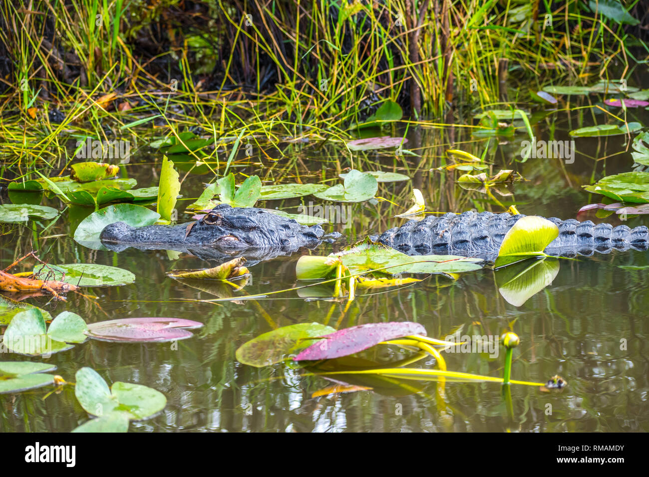 A large American Alligator in Miami, Florida Stock Photo - Alamy