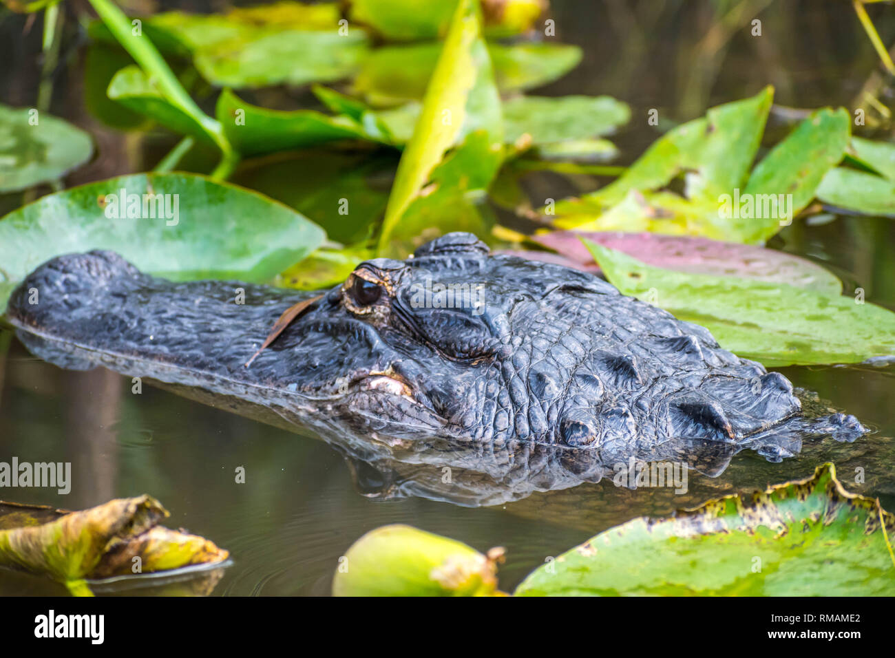 A large American Alligator in Miami, Florida Stock Photo - Alamy