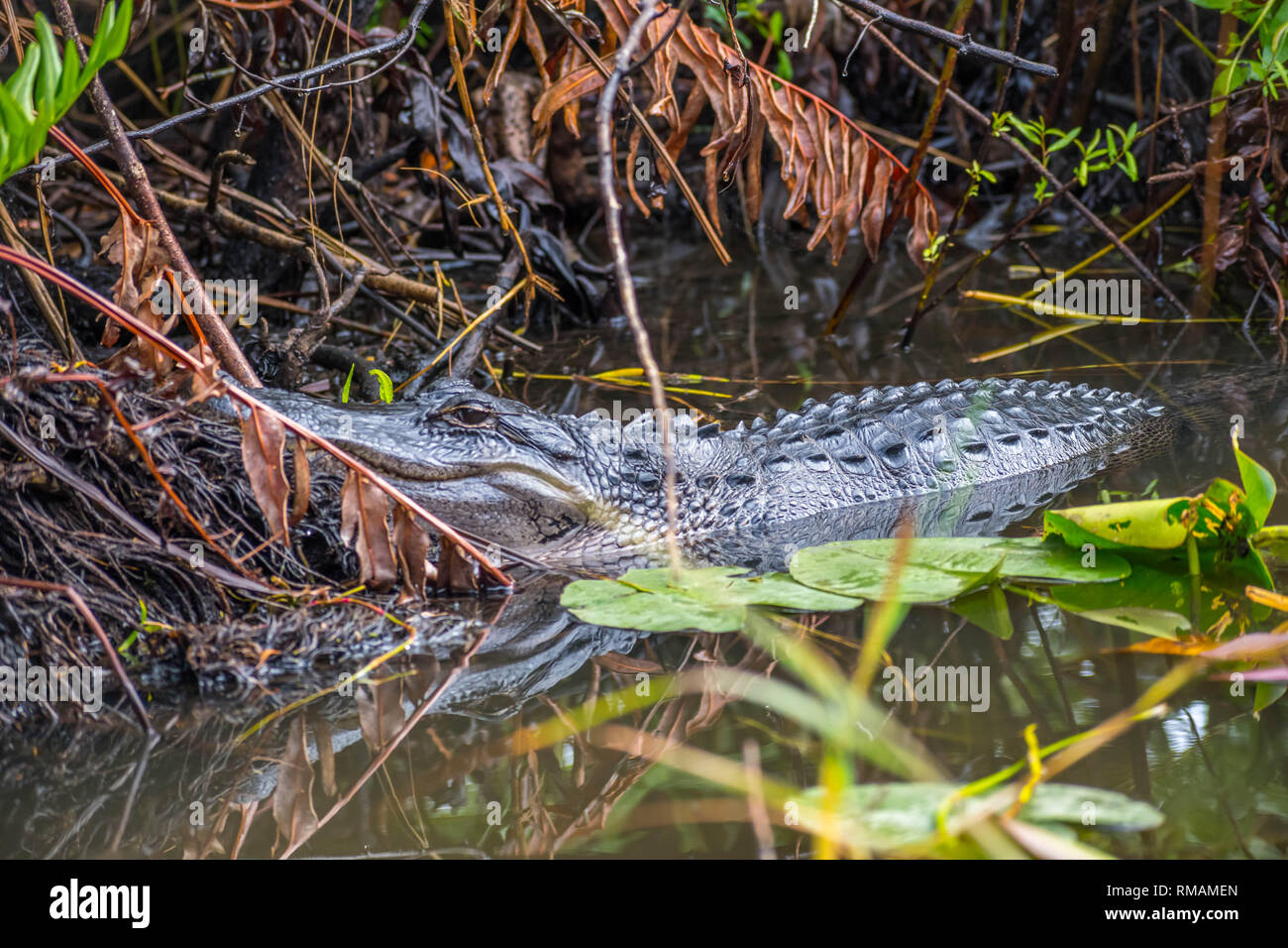 A large American Alligator in Miami, Florida Stock Photo - Alamy