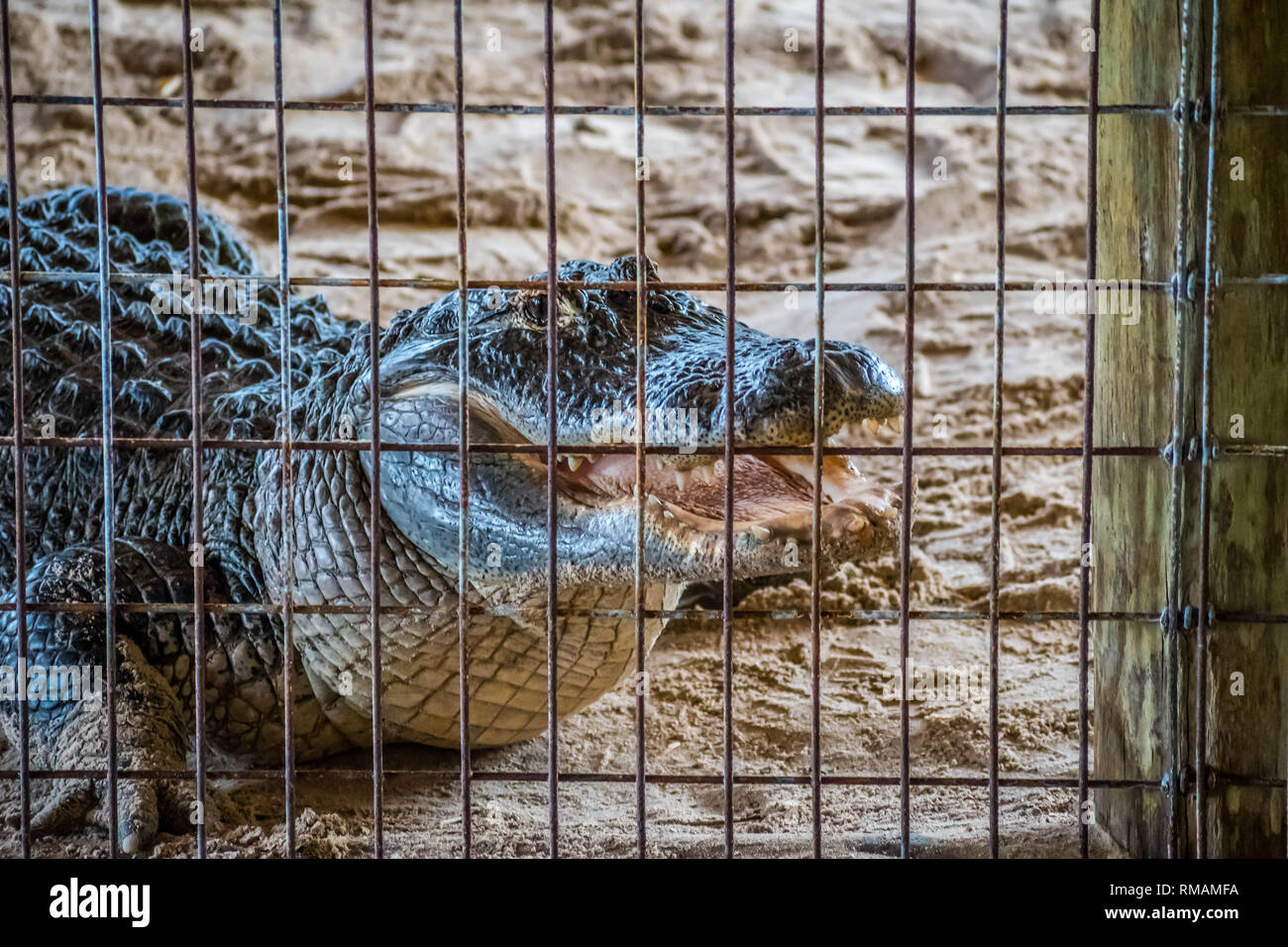 A large American Alligator in Miami, Florida Stock Photo - Alamy