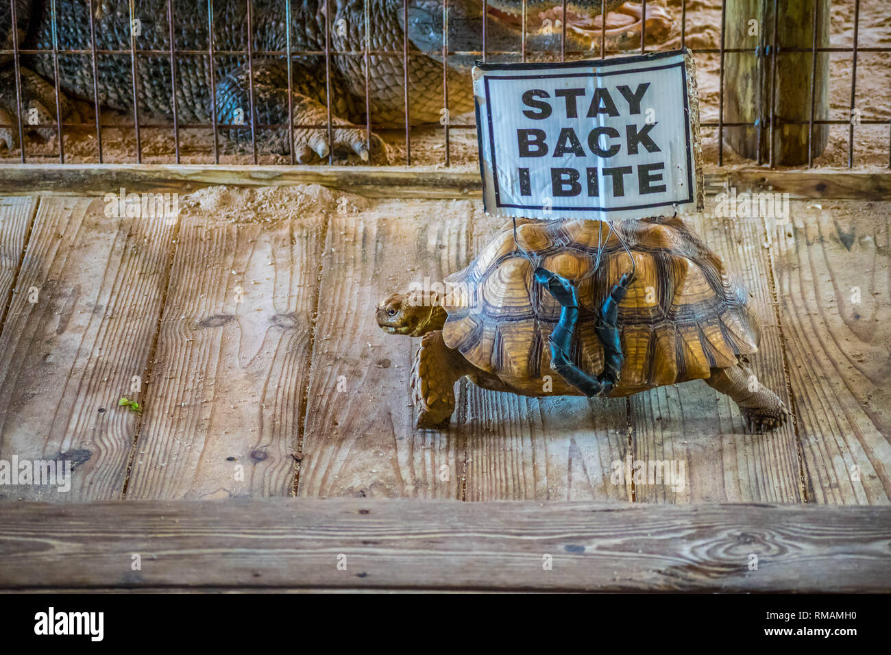 Gopher tortoise animals hi-res stock photography and images - Alamy