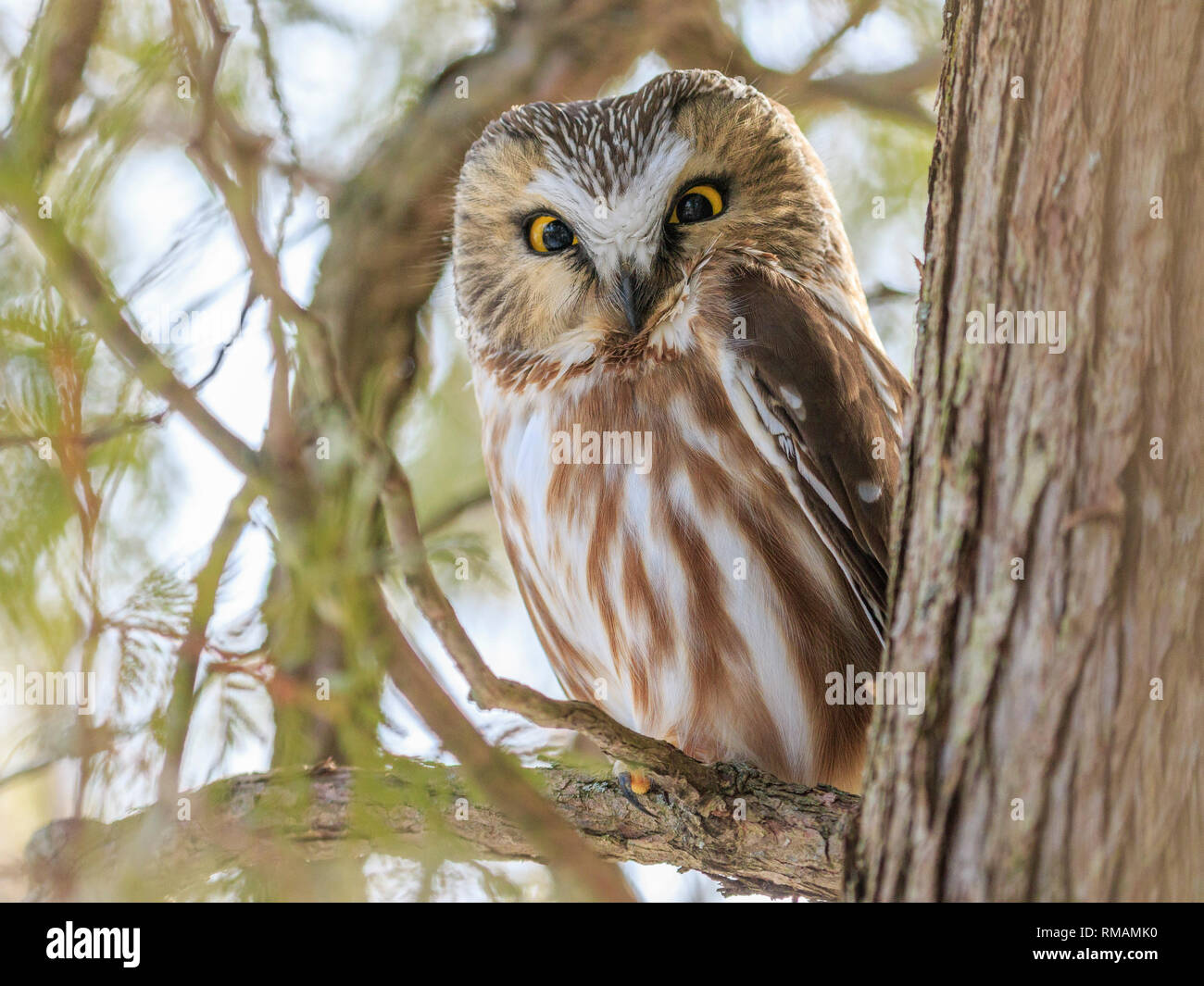 Saw whet owl hi-res stock photography and images - Alamy