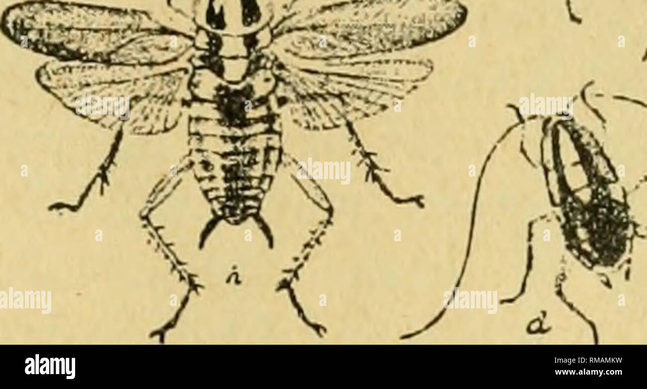 . Annual report. Entomological Society of Ontario; Insect pests ...