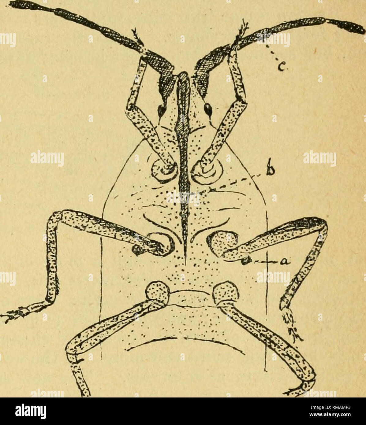 Respiratory pores hi-res stock photography and images - Alamy