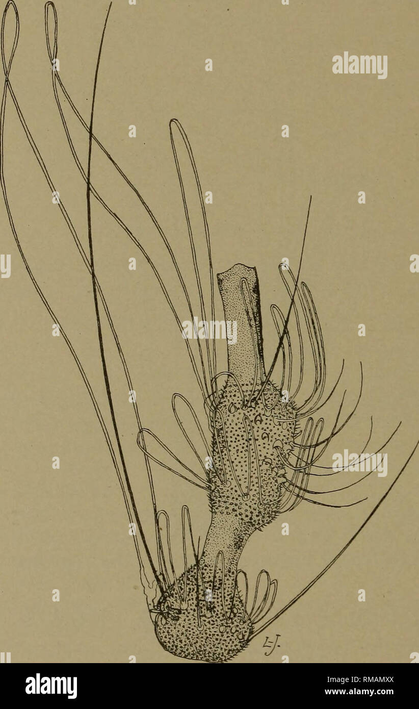 . Annual report. New York State Museum; Science; Science. 39^ NEW YORK ...