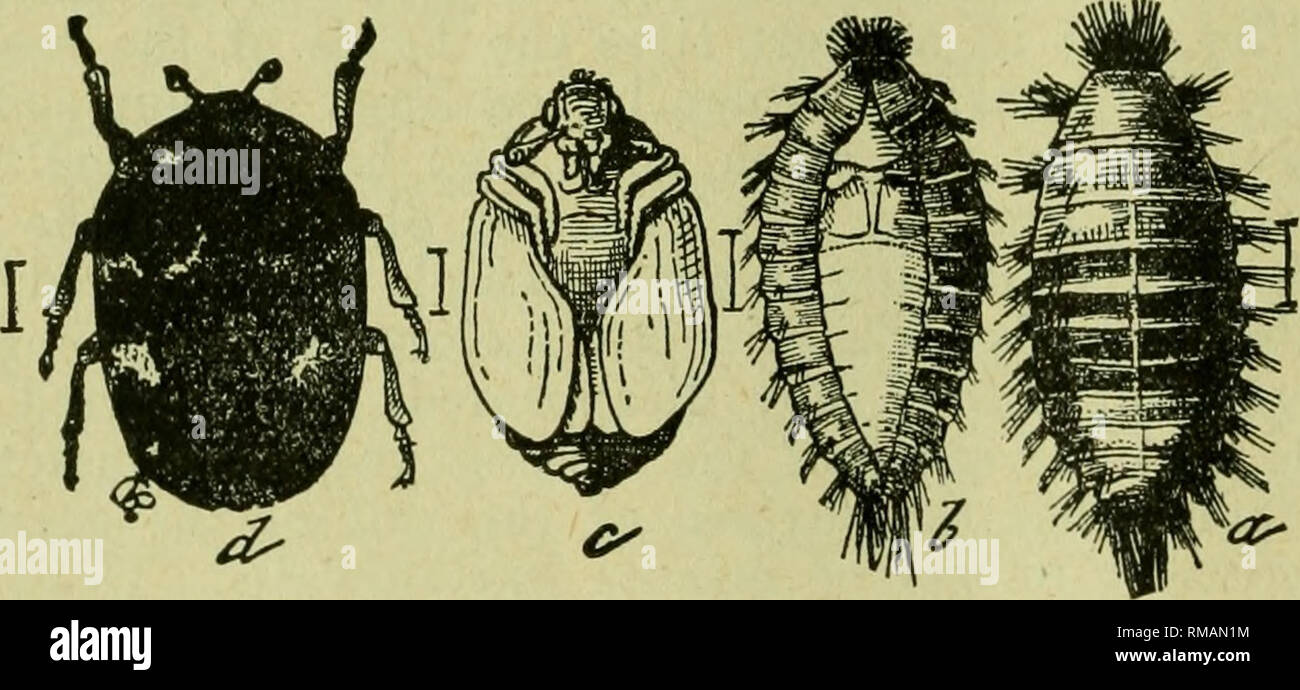 . Annual report. Entomological Society of Ontario; Insect pests ...