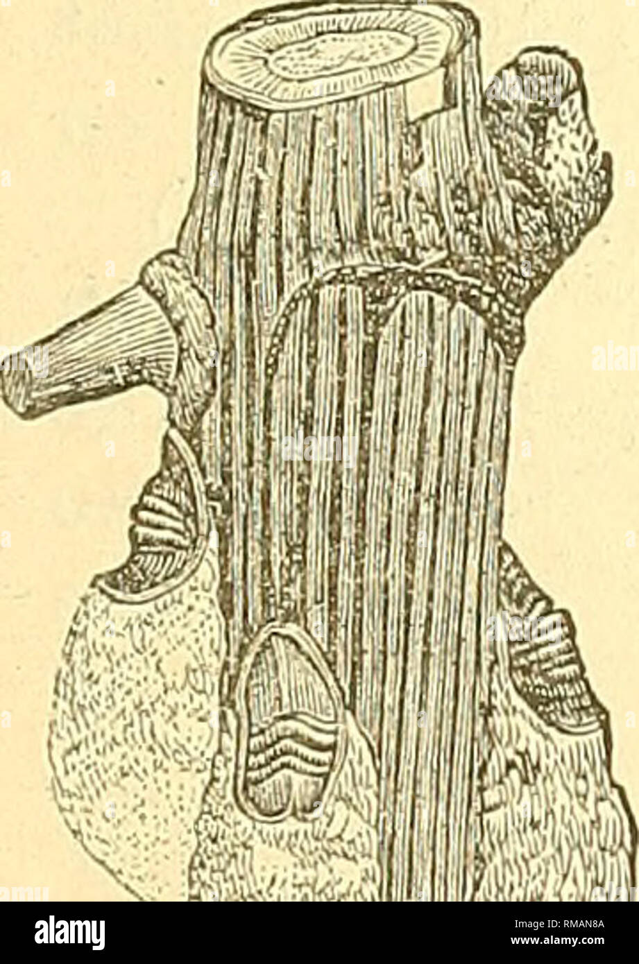 Scale insect maple hi-res stock photography and images - Alamy