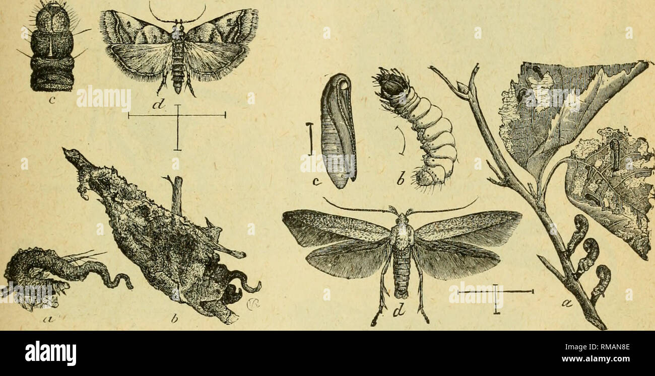 . Annual report. Entomological Society of Ontario; Insect pests ...