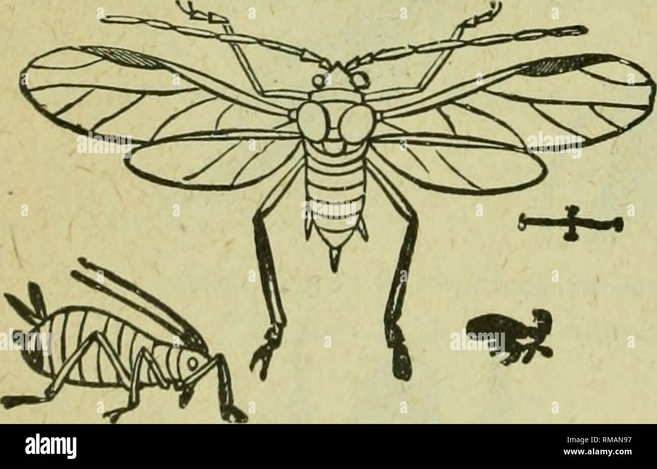 Bark Beetle Tunnels High Resolution Stock Photography and Images - Alamy