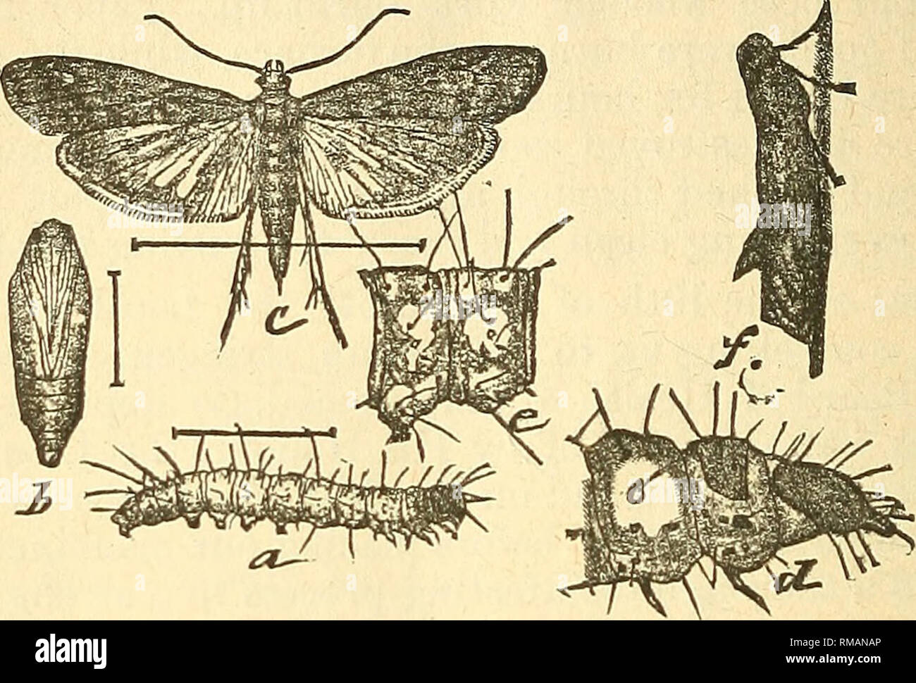 . Annual report. Entomological Society of Ontario; Insect pests ...