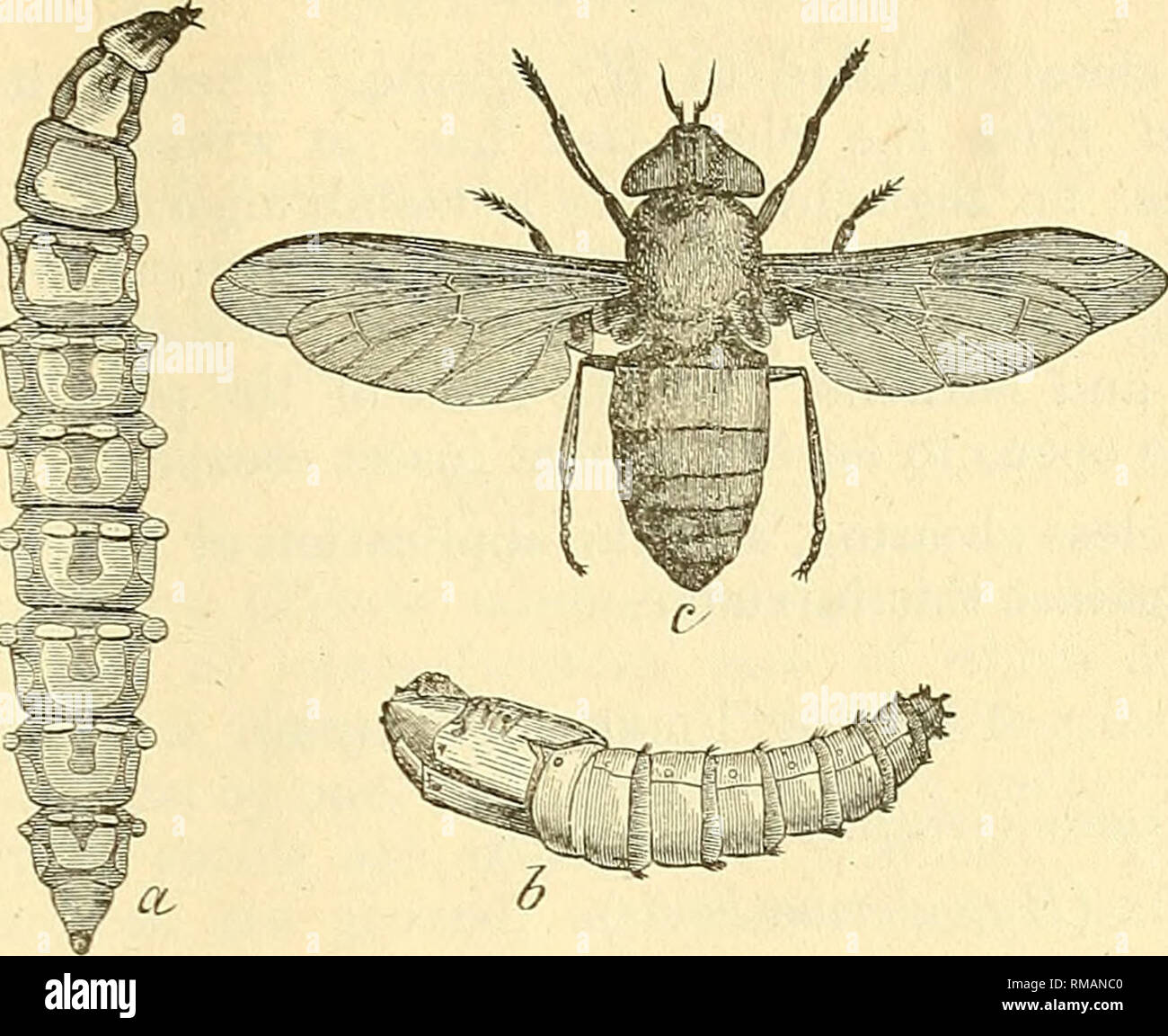 Tabanus lineola hi-res stock photography and images - Alamy