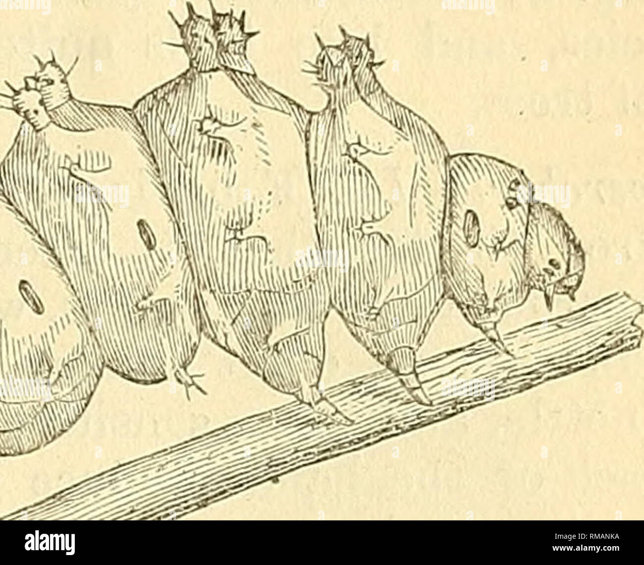 . Annual report. Entomological Society of Ontario; Insect pests ...
