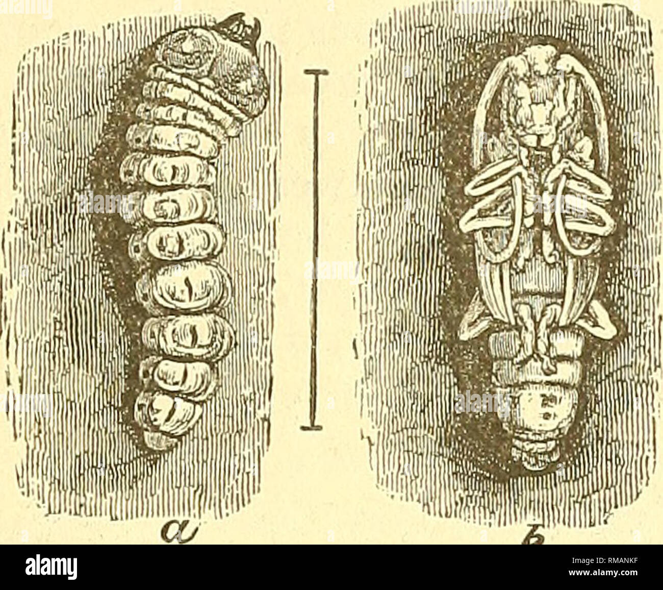 . Annual report. Entomological Society of Ontario; Insect pests ...