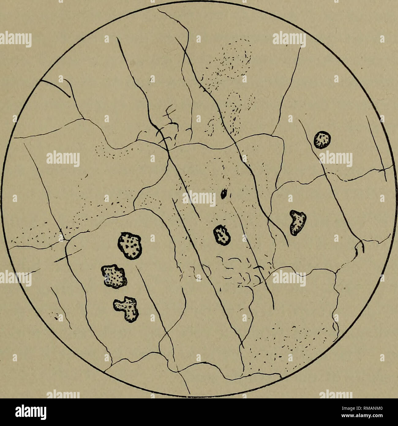 . Annual report. New York State Museum; Science; Science. QUARRY ...