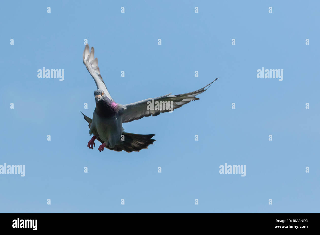 speed racing pigeon flying mid air against clear blue sky Stock Photo ...