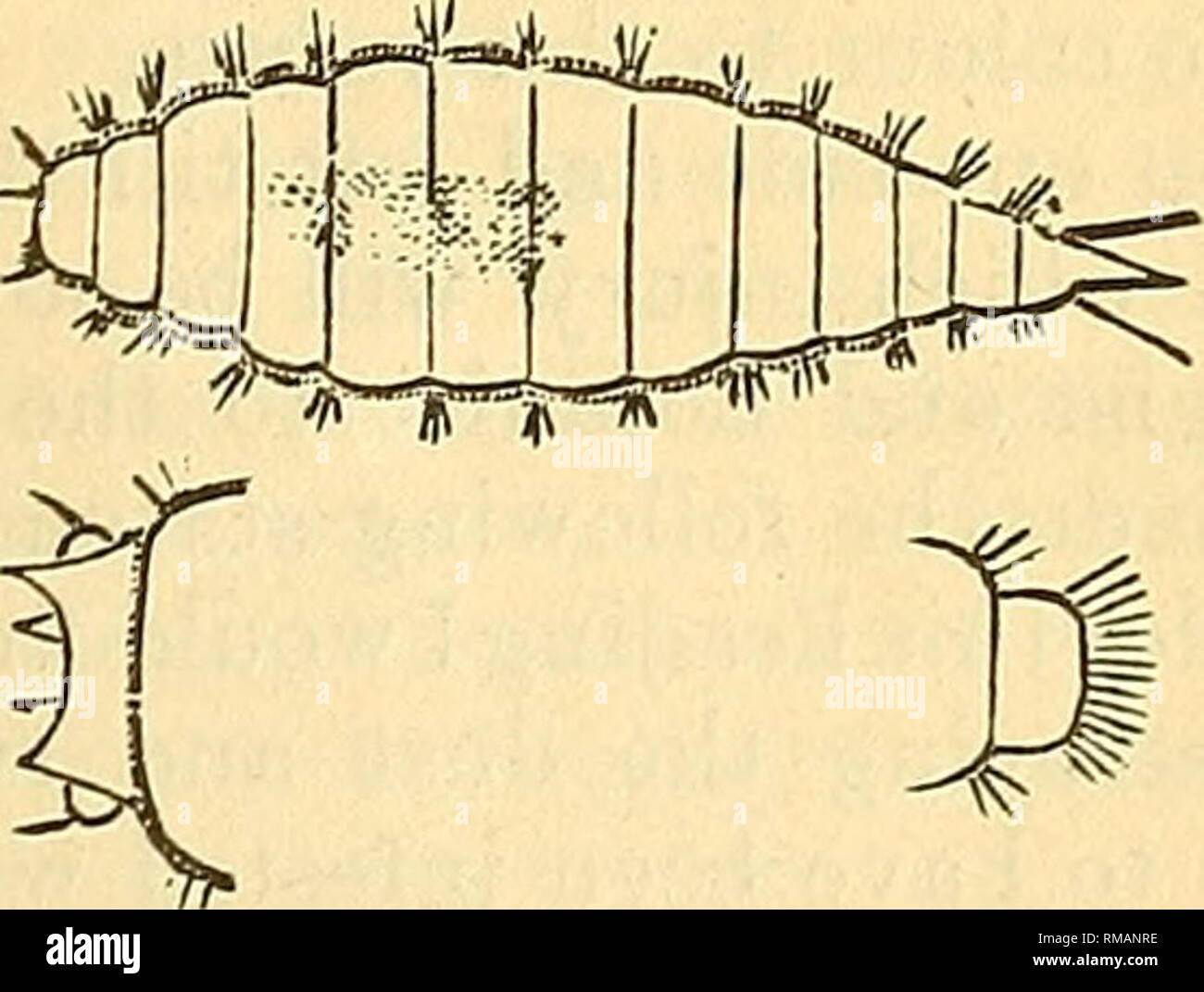 Little maggots hi-res stock photography and images - Alamy