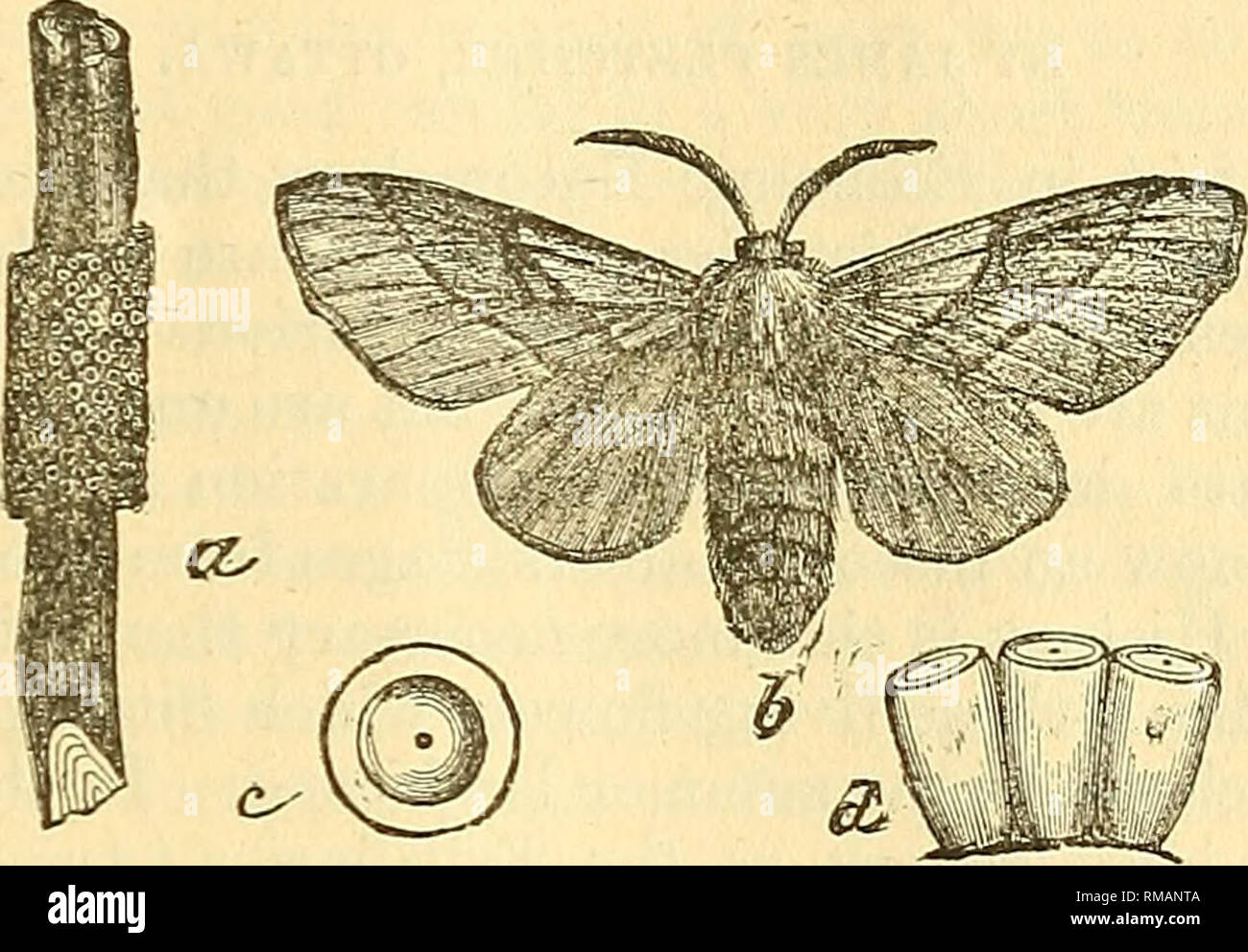 Winged and once winged insects hi-res stock photography and images - Alamy