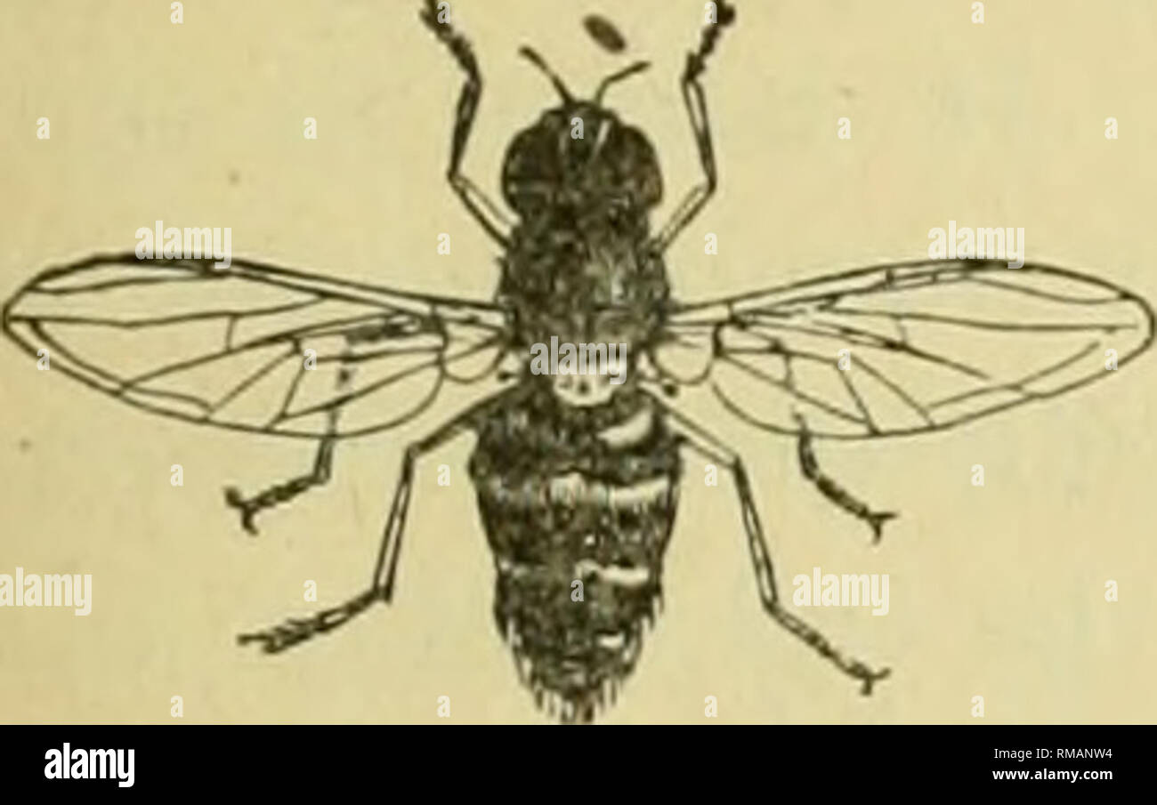 . Annual report. Entomological Society of Ontario; Insect pests ...