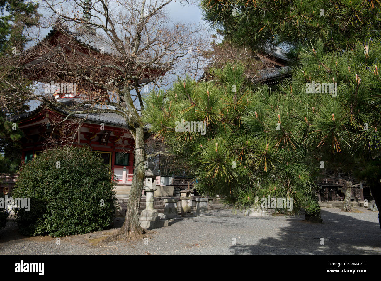 Foreground pine tree hi-res stock photography and images - Alamy