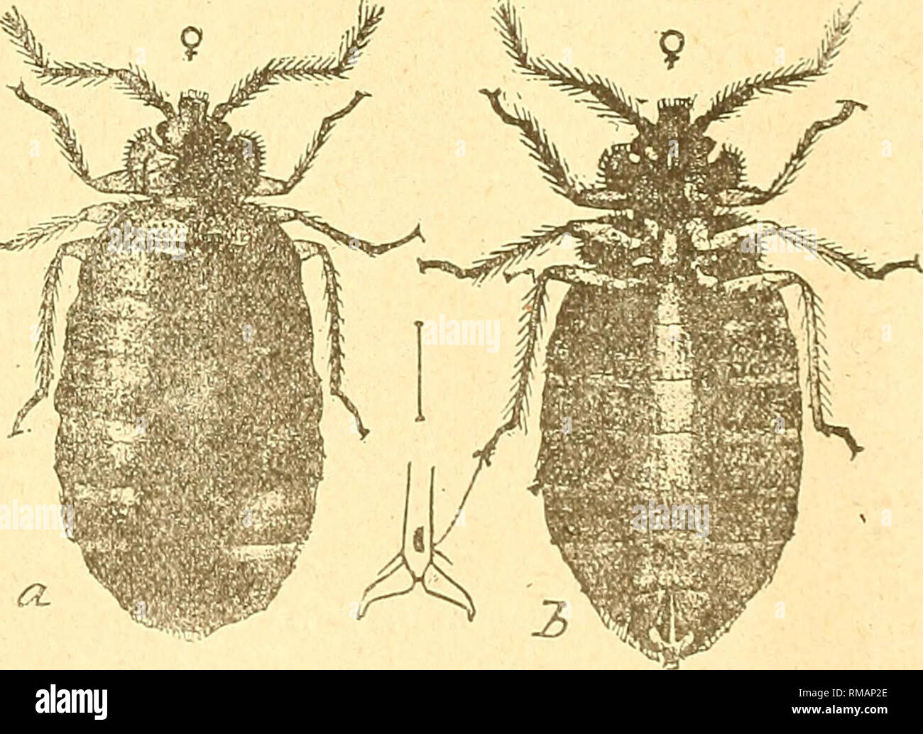 . Annual report. Entomological Society of Ontario; Insect pests ...