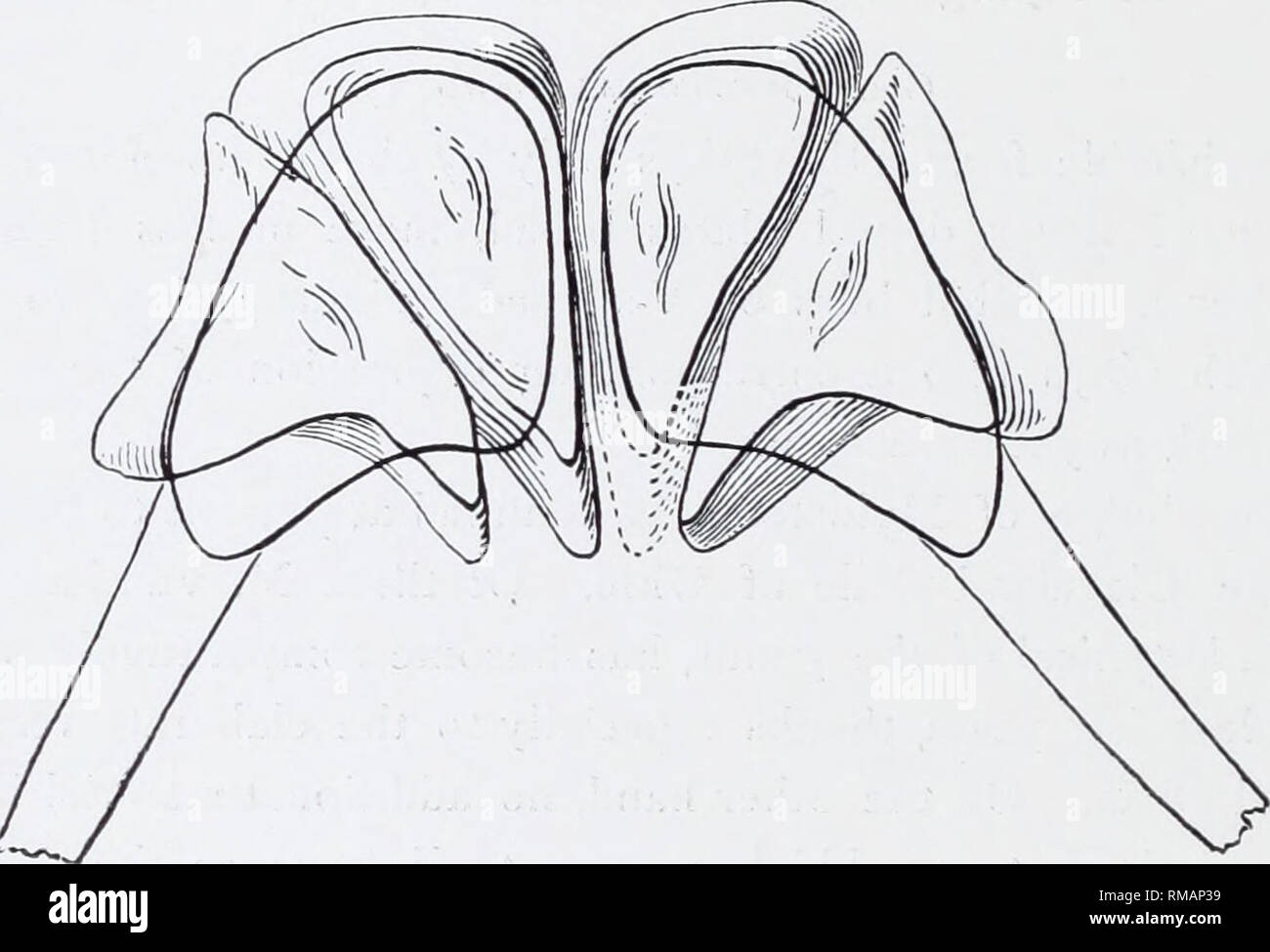 Dinichthys hi-res stock photography and images - Alamy