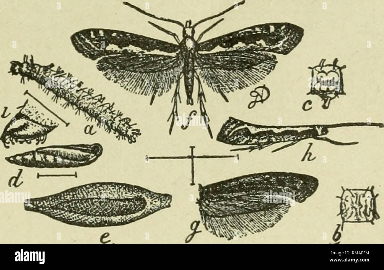 Diamond back moth hi-res stock photography and images - Alamy