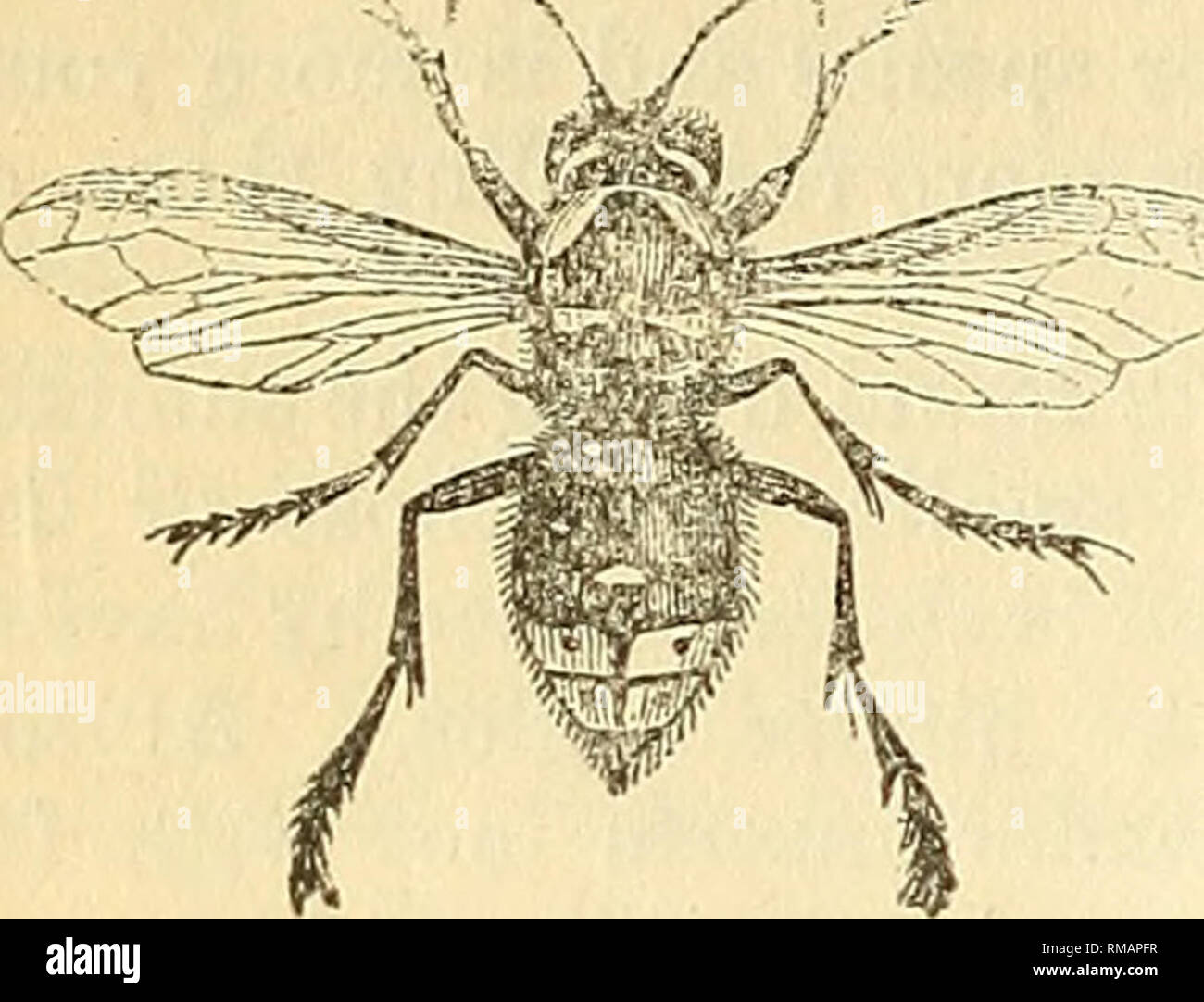 Nest wasp destroy hi-res stock photography and images - Alamy