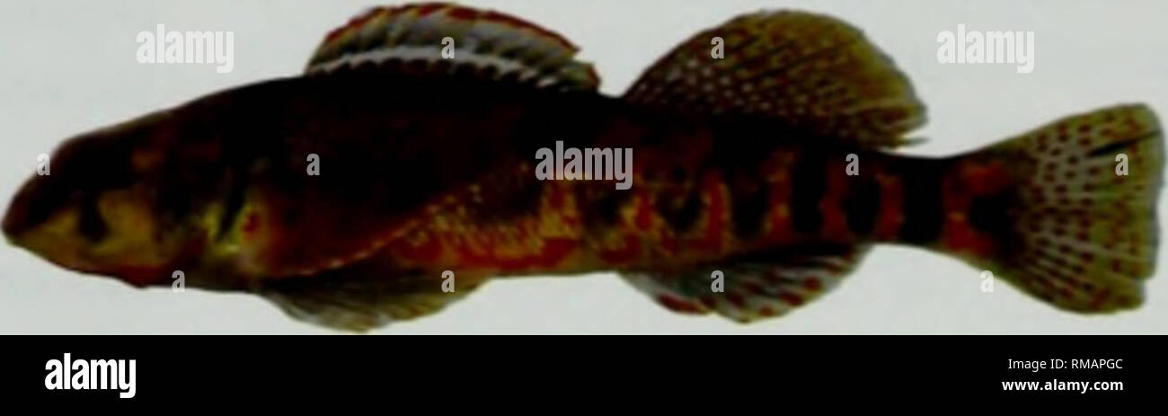 Die chameleons hi-res stock photography and images - Alamy