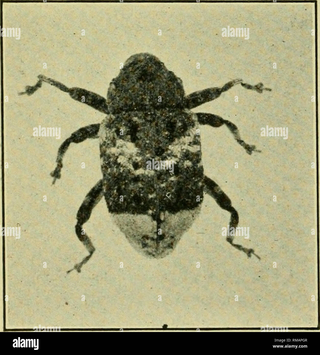 . Annual report. Entomological Society of Ontario; Insect pests ...