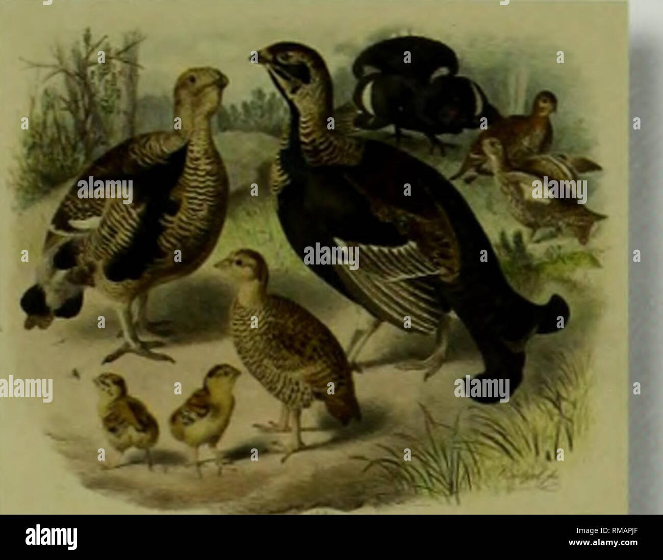 Ernst Mayr Library Zoology High Resolution Stock Photography and Images ...