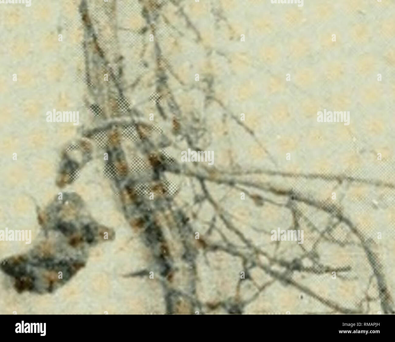 Shallow niches hi-res stock photography and images - Alamy