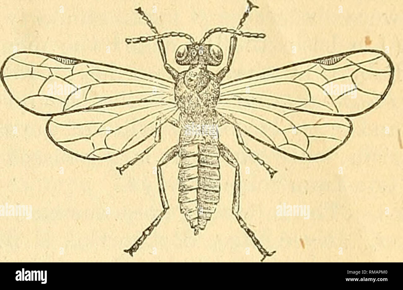 Insect pests caught in hi-res stock photography and images - Alamy