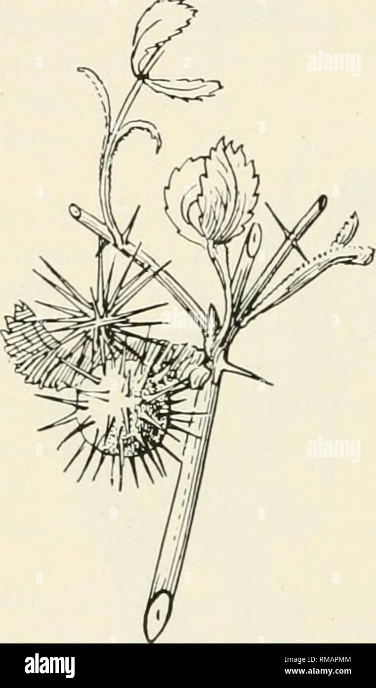 Rosette galls hi-res stock photography and images - Alamy