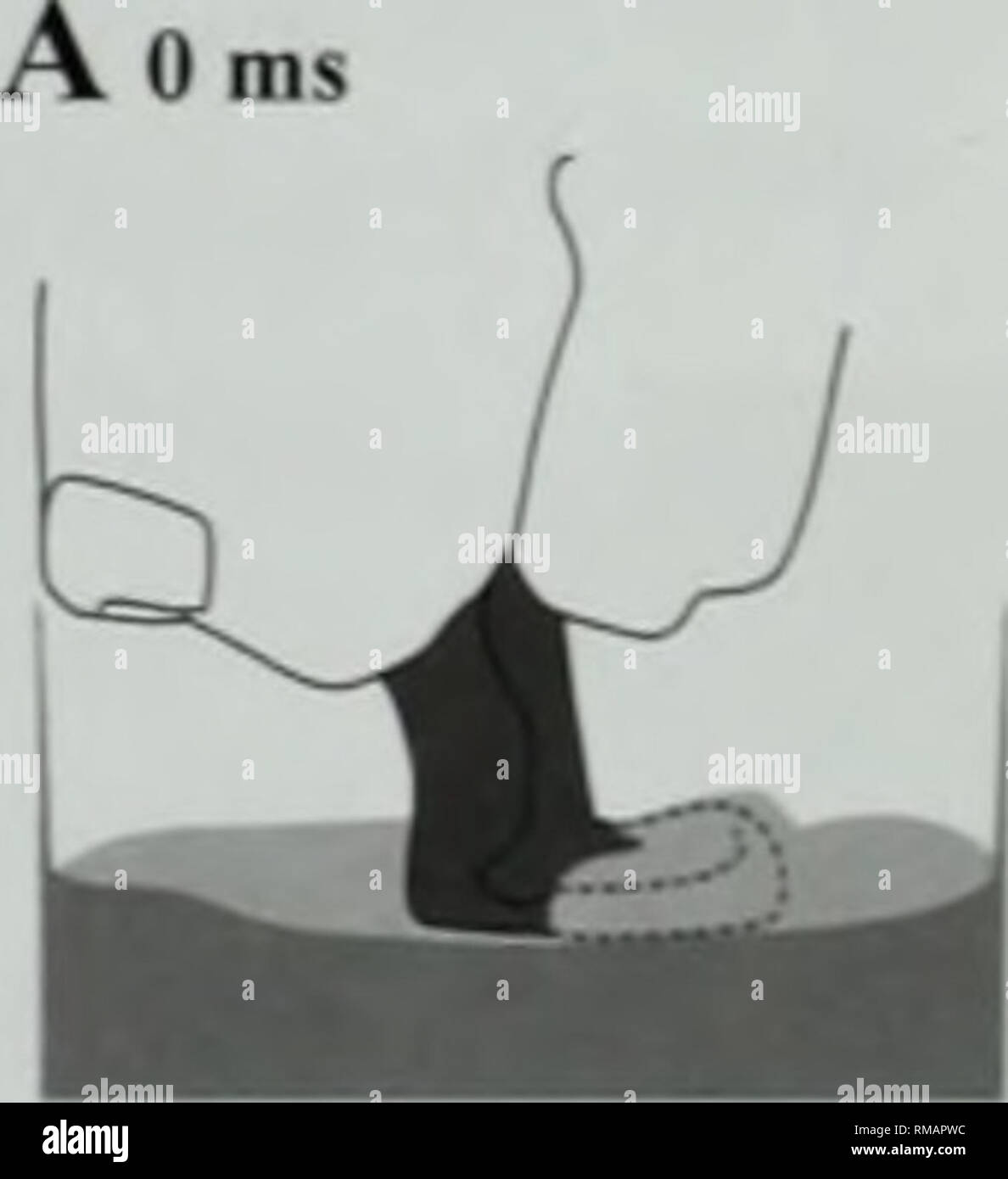 Dog lapping water tongue hi-res stock photography and images - Alamy