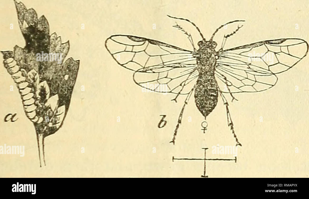 . Annual report. Entomological Society of Ontario; Insect pests ...